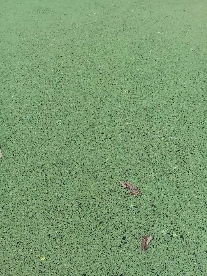 Azolla and duckweeds natural food for your animals, Pet Supplies, Pet ...