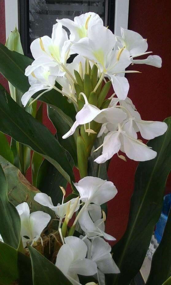 pokok gandasuli bunga putih, Furniture & Home Living, Gardening, Plants ...