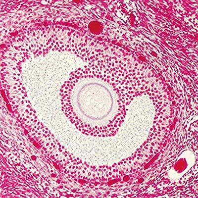 TELMU Microscope 40X-1000X Magnification Eyepiece(WF10X/25X) Dual ...