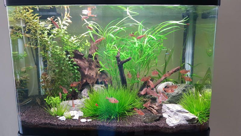 Atman 2 feet fish tank aquarium and cabinet. Everything included, Pet ...