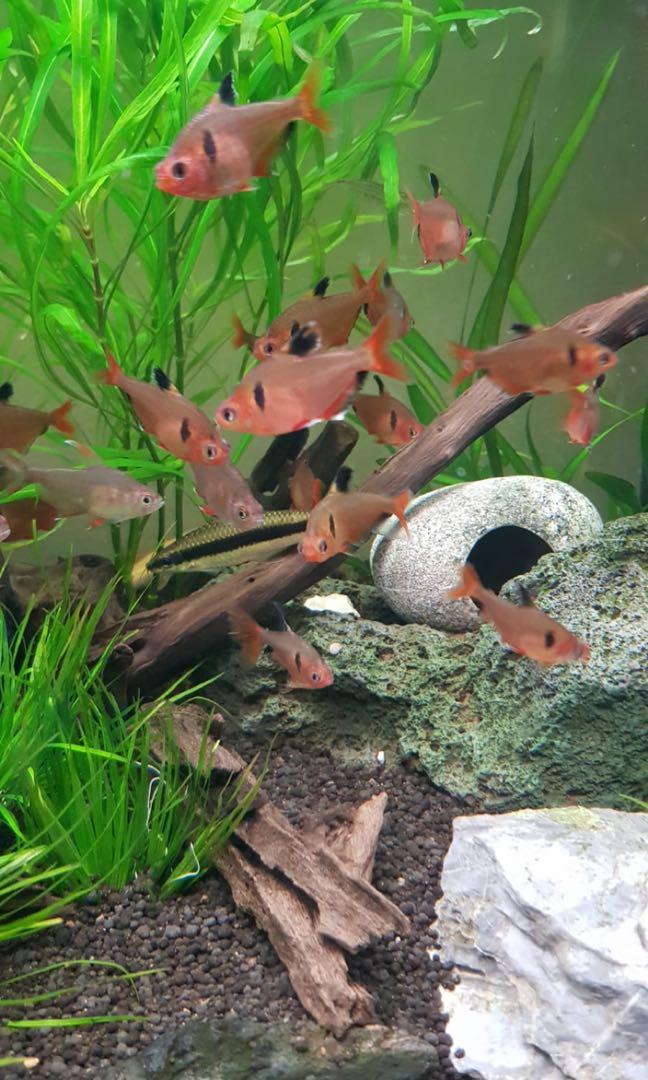 Atman 2 feet fish tank aquarium and cabinet. Everything included, Pet ...