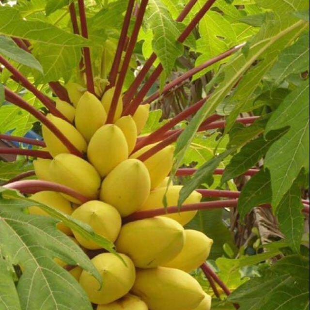 biji benih betik kuning, Furniture & Home Living, Gardening, Gardening ...