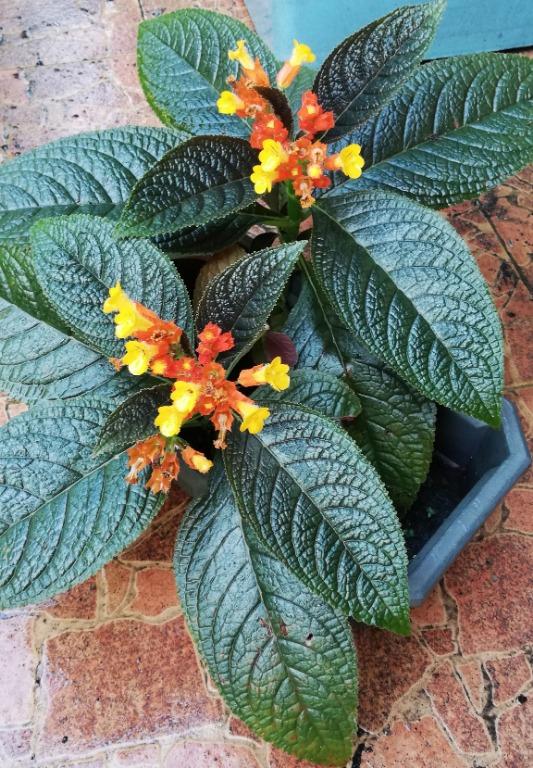 Indoor Plant Chrysothemis pulchella (sunset bells, black flamingo ...