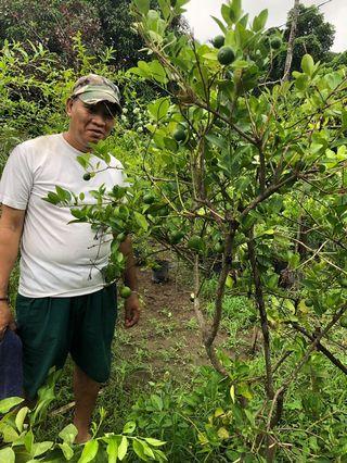 dayap - View all dayap ads in Carousell Philippines