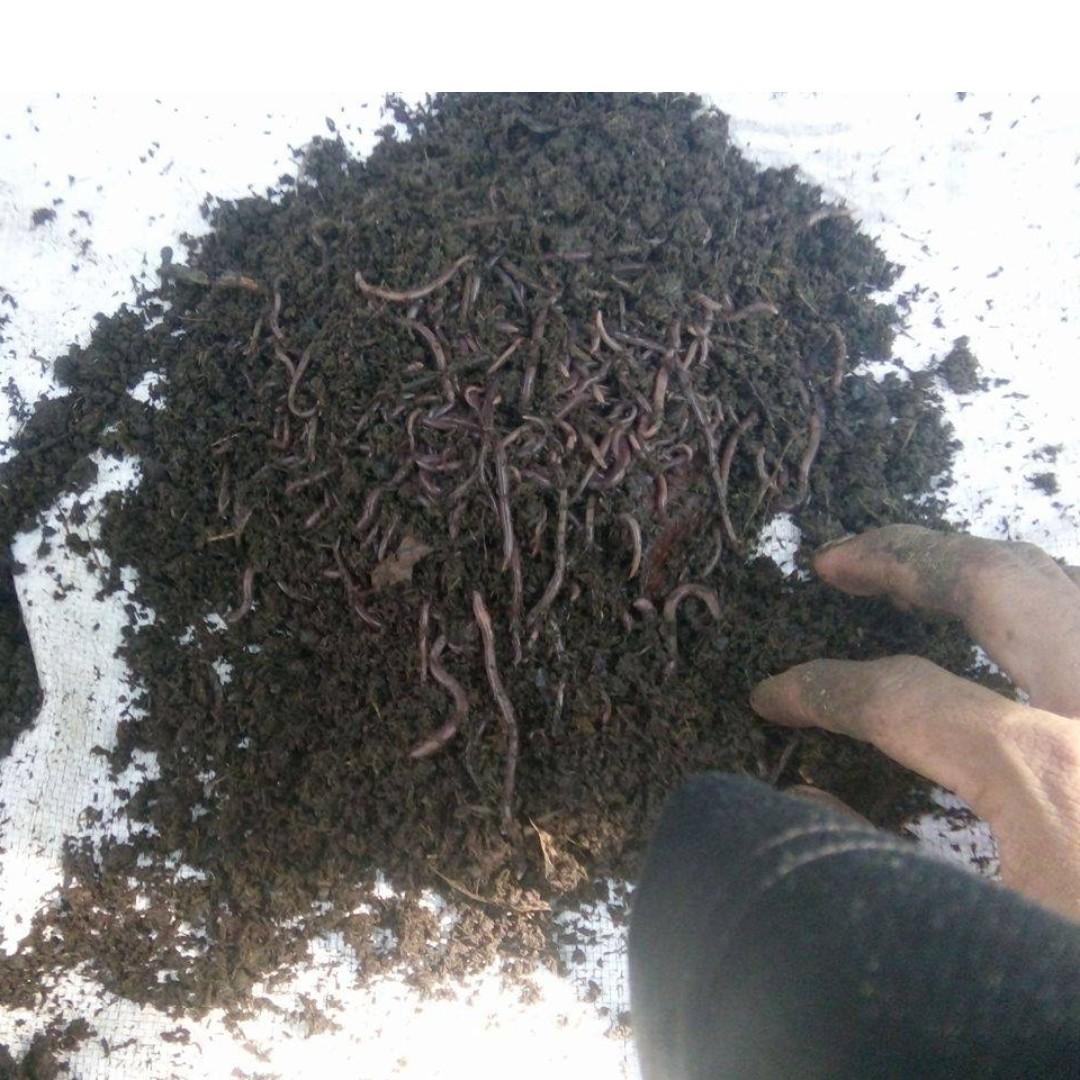 African Night Crawler, ANC, Vermicast and Vermicompost, Furniture ...