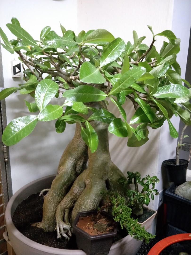 Extremely exquisite root trained origin Socrotranum, Furniture & Home ...