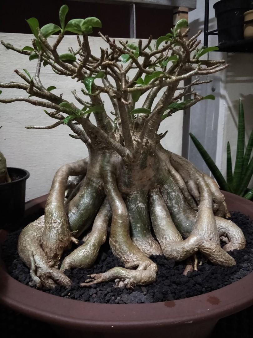 Rare original adenium arabicum with beautiful root trained., Furniture ...