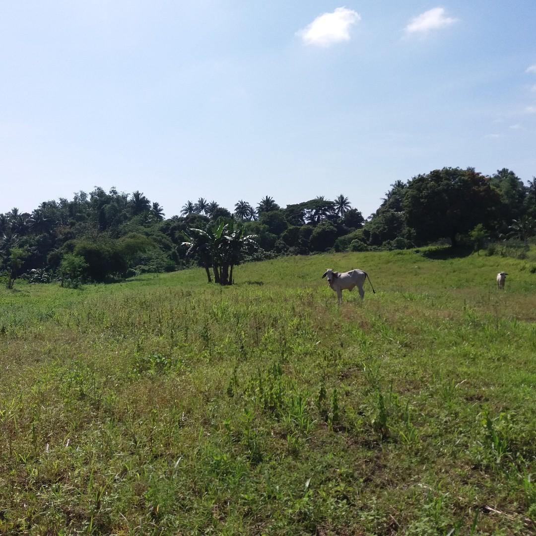 3 Hectares Farm lot with Vacation house. Good for Farming Business ...