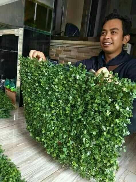 Rumput sintetis hiasan dinding rumah, Barang Yang Dicari di Carousell
