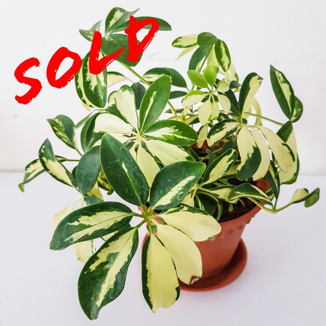 Dwarf Schefflera Variegated "Umbrella" Plant, Furniture & Home Living ...