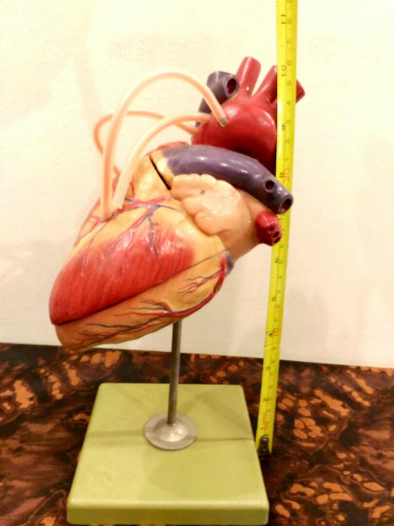 Vintage SOMSO Actual Size Heart Model, Hobbies & Toys, Collectibles ...