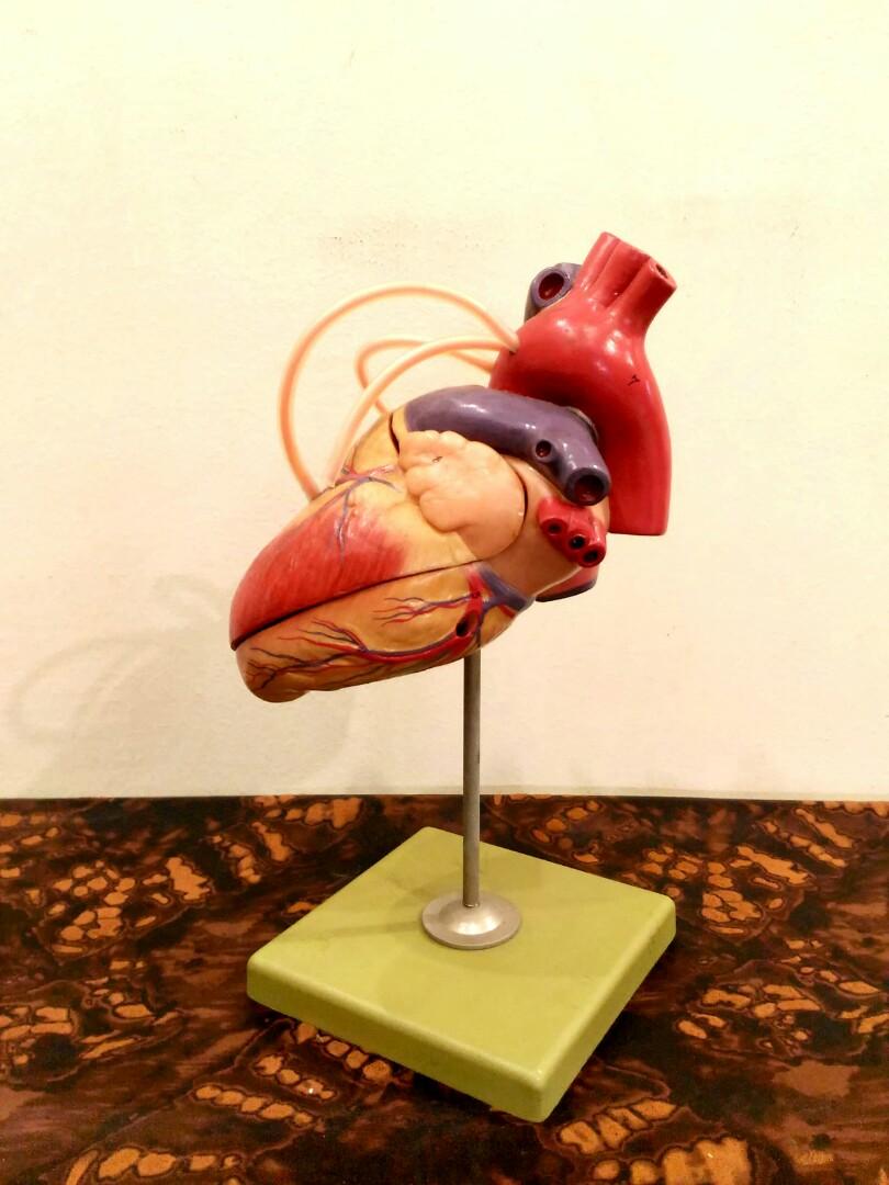 Vintage SOMSO Actual Size Heart Model, Hobbies & Toys, Collectibles ...