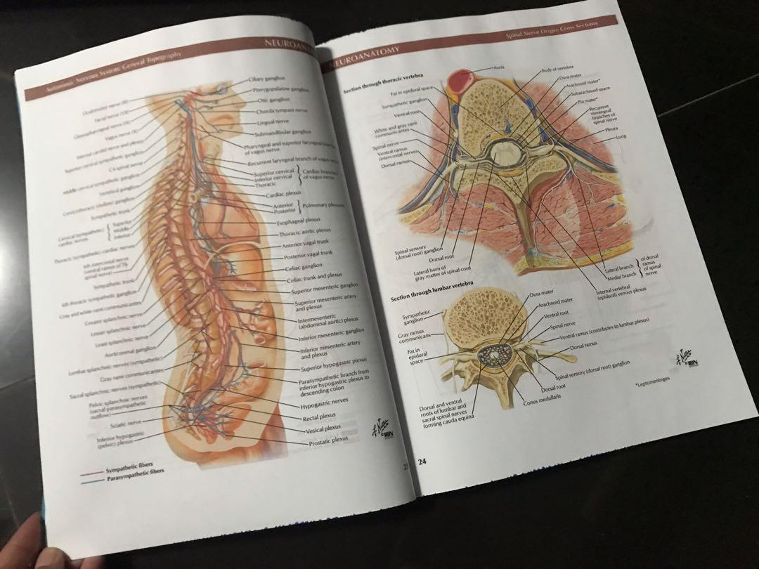 Atlas of neuroanatomy and neurophysiology, Hobbies & Toys, Books ...