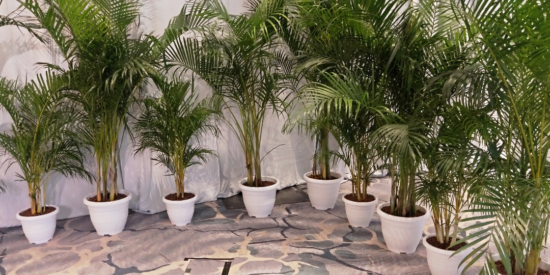 Verdure Yellow Palm, Gardening, Plants on Carousell