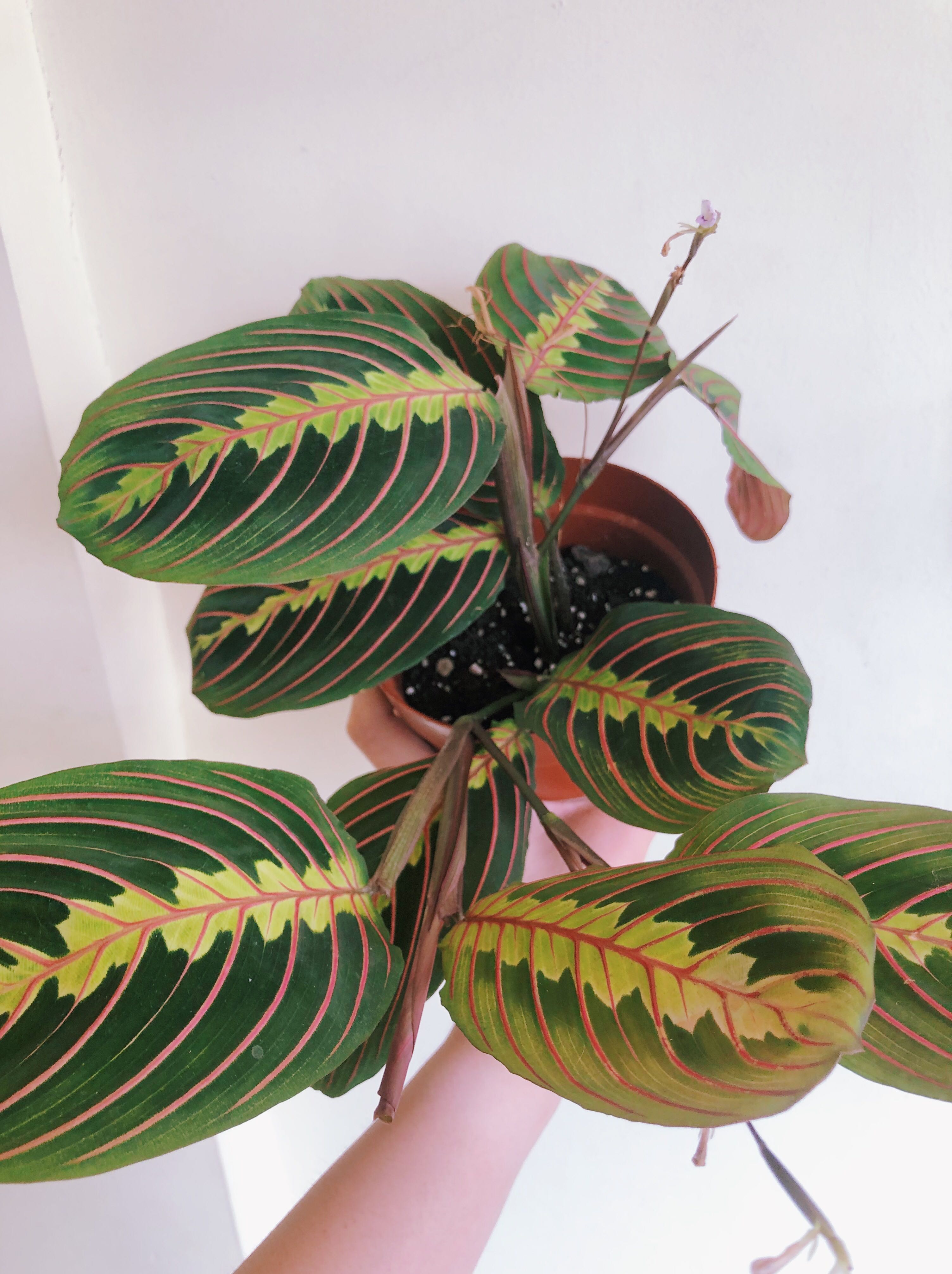 [SOLD OUT] Maranta Tri-Colour, Furniture & Home Living, Gardening ...