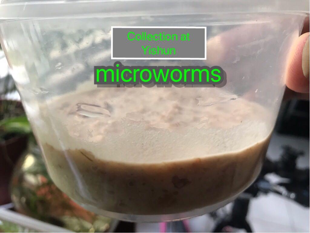 Microworms, Pet Supplies, Pet Food on Carousell