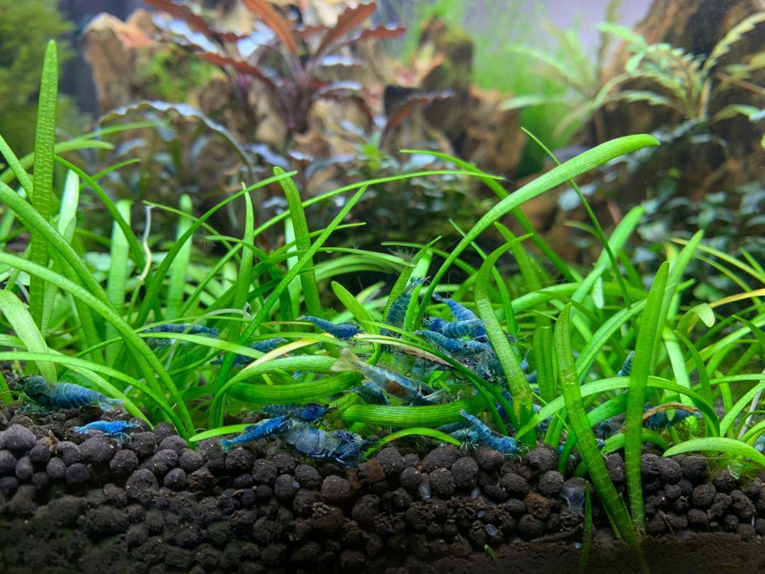 Aquatic carpet plant dwarf sag, Furniture & Home Living, Gardening ...