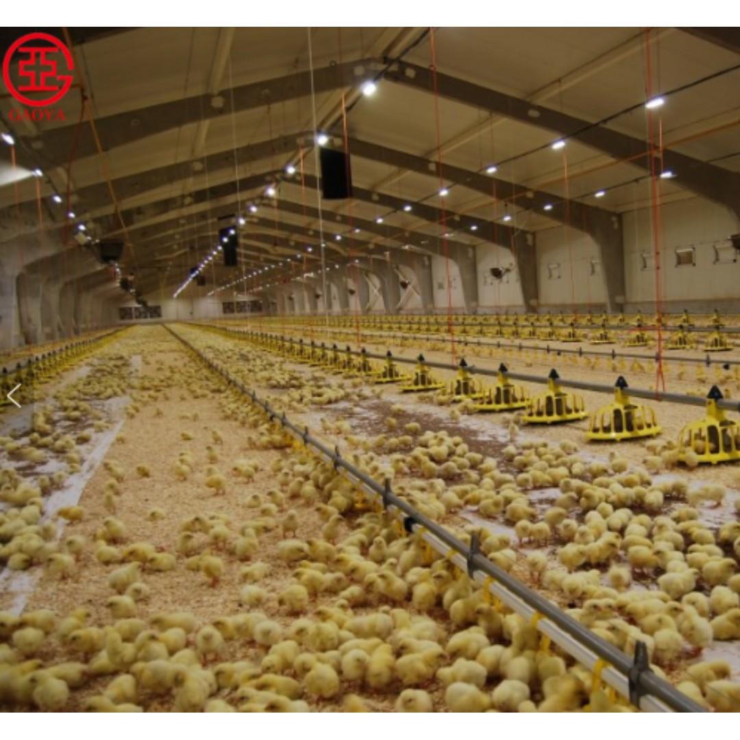 Economical Steel Structure Layer Quail Cage Pre-engineered Chicken Farm ...