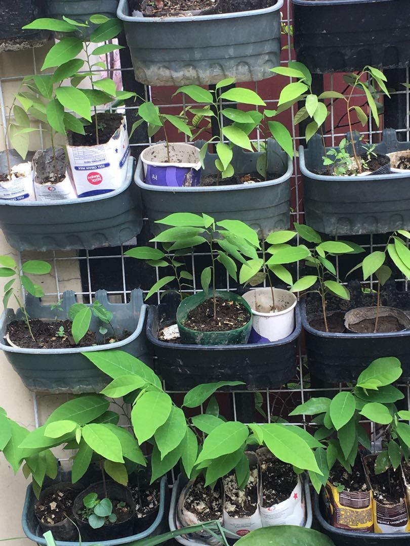 Atis seedlings, Furniture & Home Living, Gardening, Plants & Seeds on ...