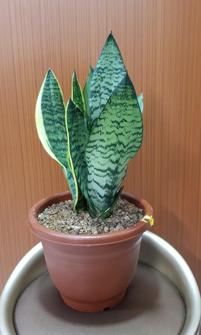 Sansevieria Plant aka "Snake Plant" aka "Mother in Law's Tongue" aka ...