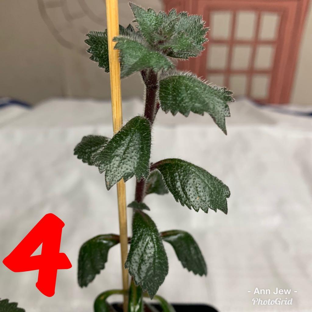 Achimenes Illya Melnyk, Furniture & Home Living, Gardening, Plants ...