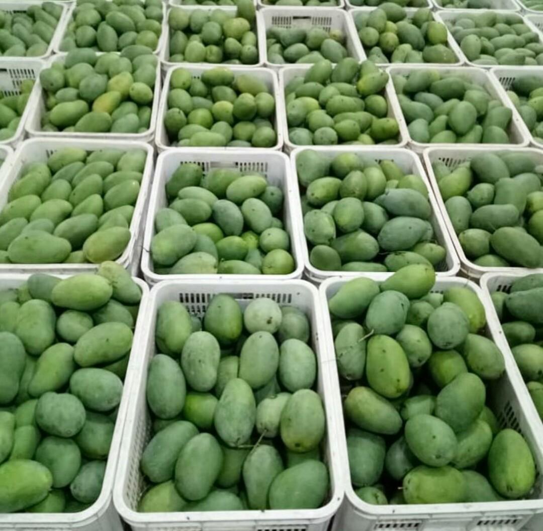 Mangga Lily Mango~Mangga Harum Manis, Perkebunan di Carousell