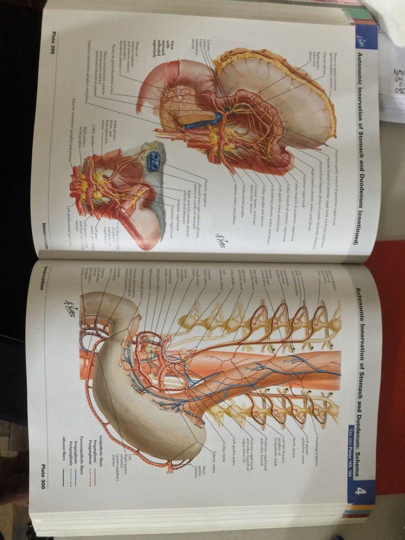 NETTER ANATOMY ATLAS, Hobbies & Toys, Books & Magazines, Children's ...