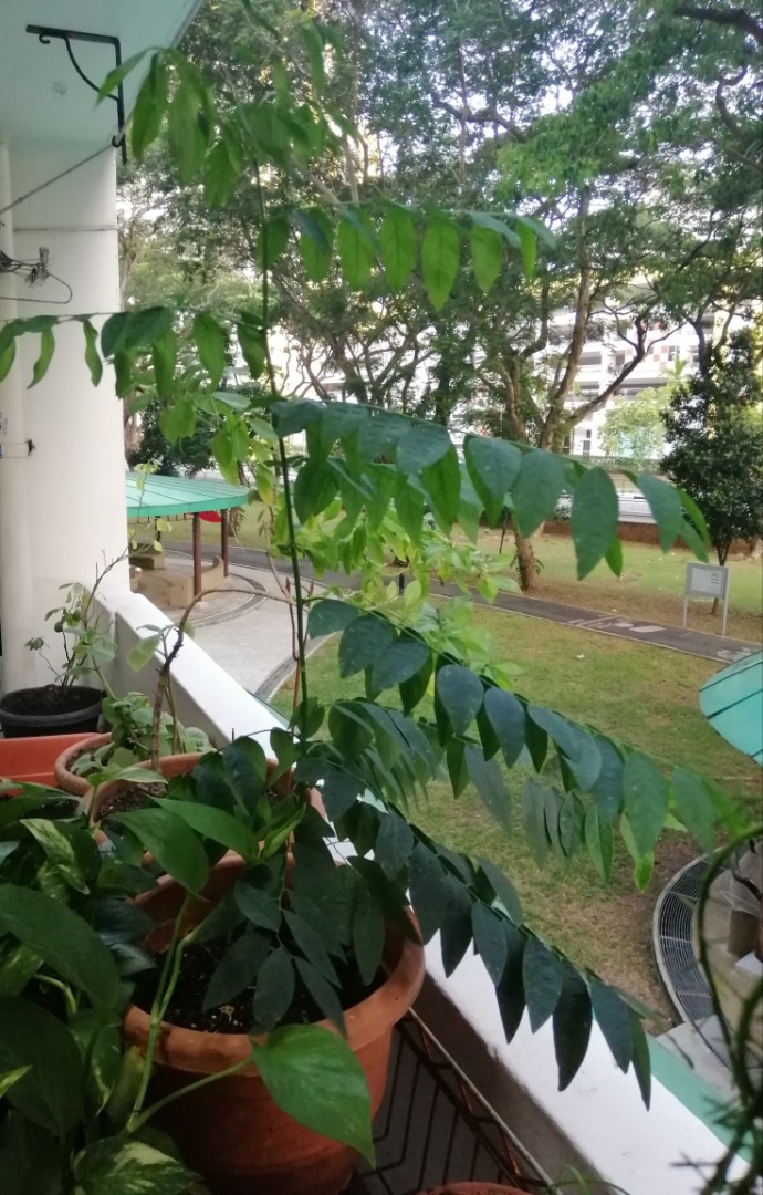 Organic Mani Chai Plant, Furniture & Home Living, Gardening, Plants ...