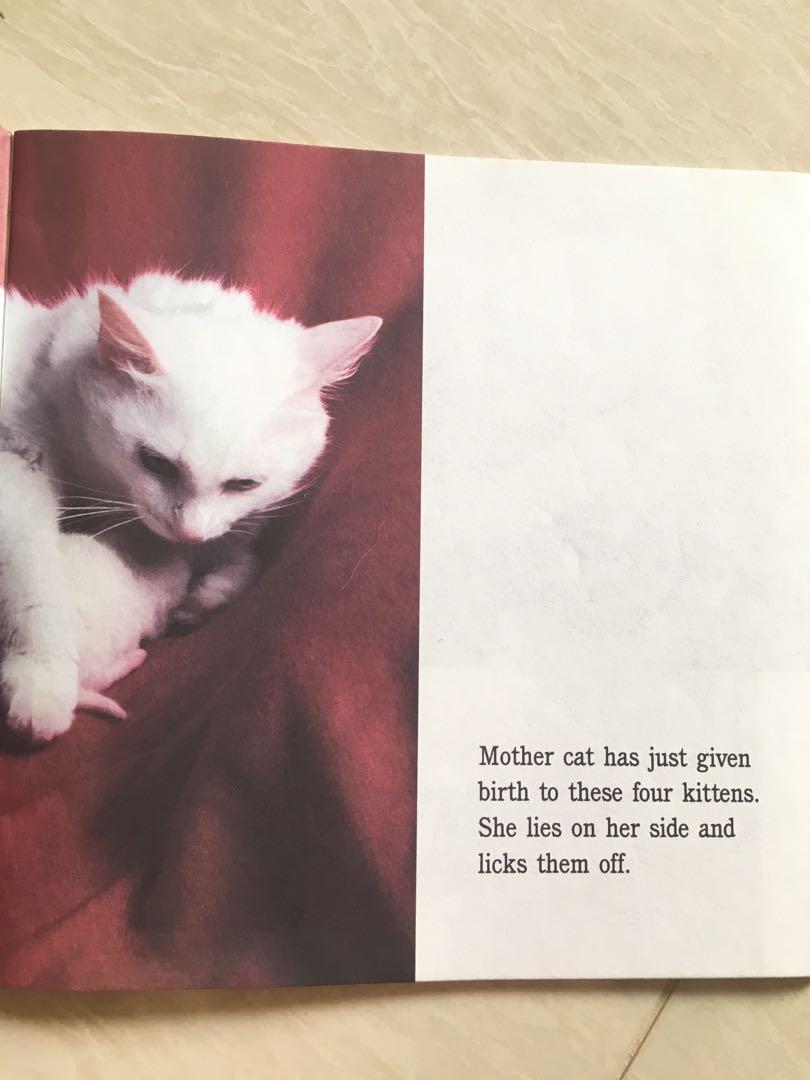 Scholastic How kittens Grow (by Millicent E Selsam), Hobbies & Toys ...