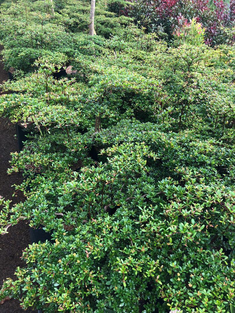 Bushida Plant, Furniture & Home Living, Gardening, Plants & Seeds on ...