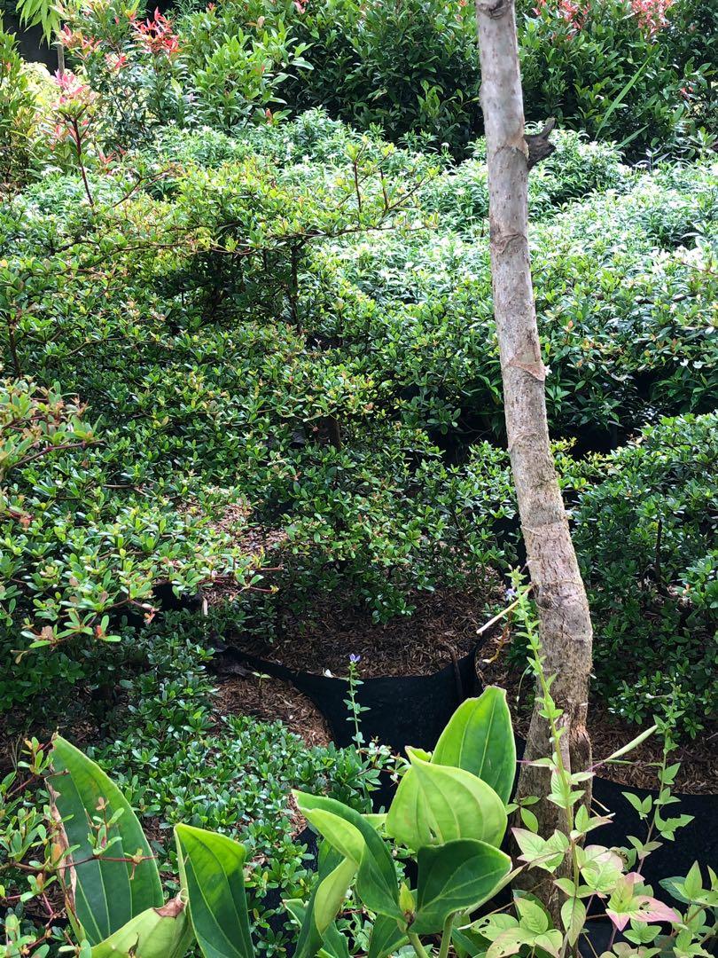 Bushida Plant, Furniture & Home Living, Gardening, Plants & Seeds on ...