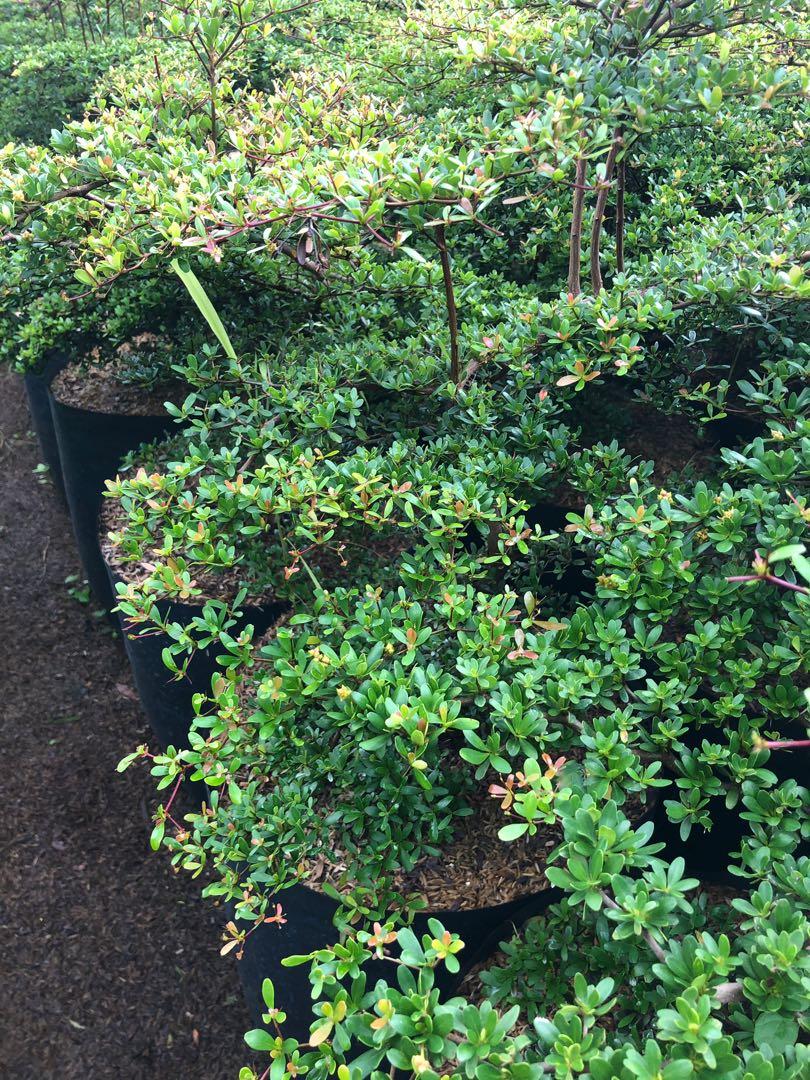 Bushida Plant, Furniture & Home Living, Gardening, Plants & Seeds on ...