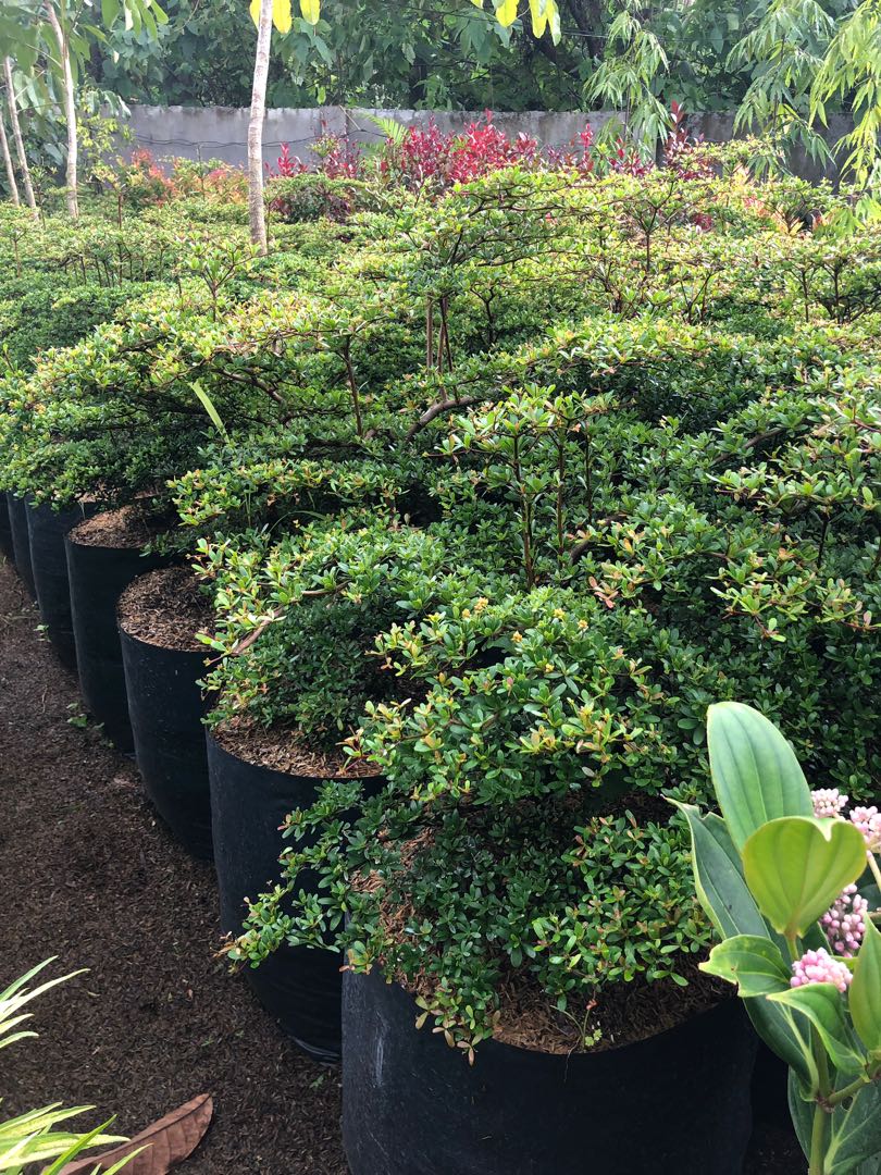 Bushida Plant, Furniture & Home Living, Gardening, Plants & Seeds on ...