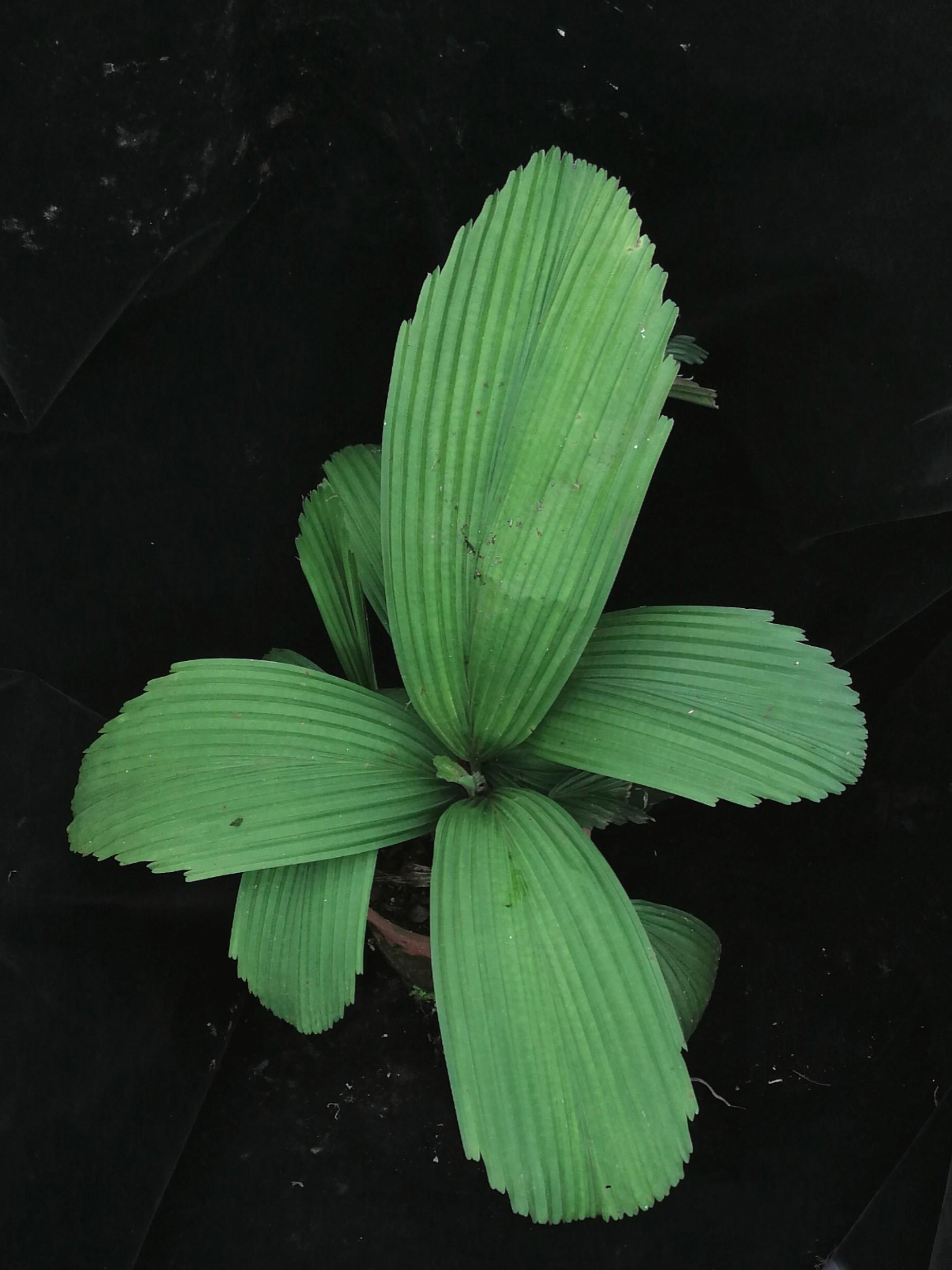 Licuala sallehana small young clump, Furniture & Home Living, Gardening ...