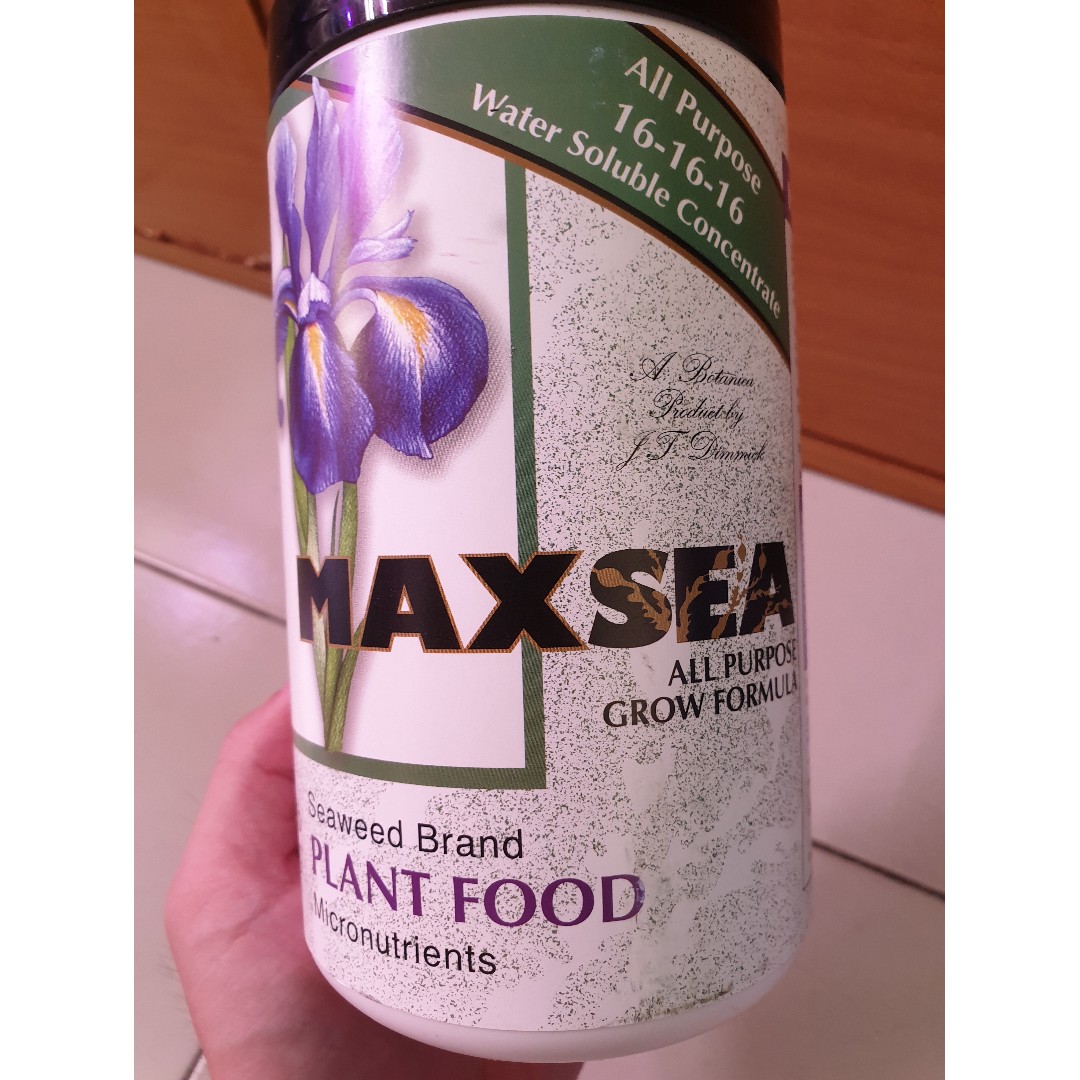 Maxsea 16-16-16, Furniture & Home Living, Home Decor, Other Home Decor on Carousell