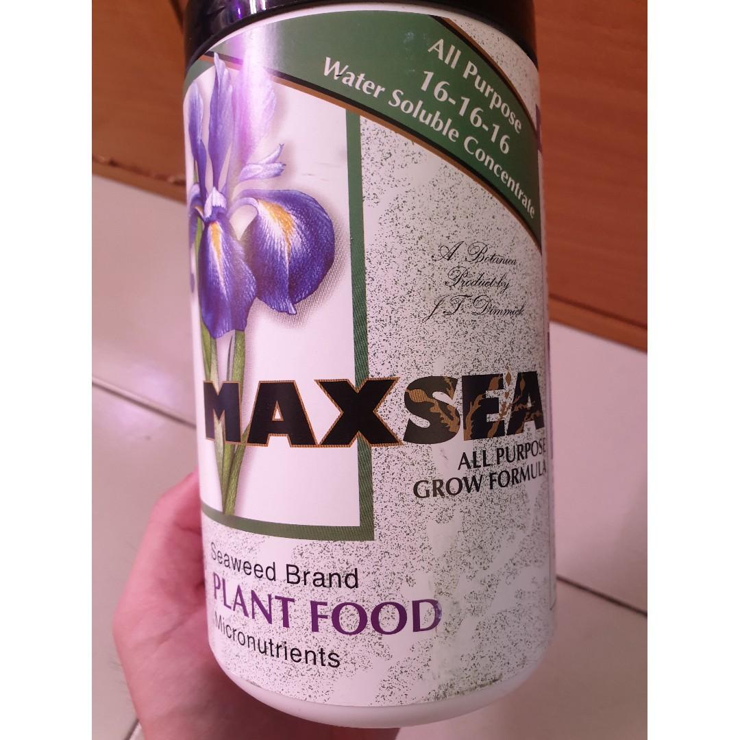 Maxsea 16-16-16, Furniture & Home Living, Home Decor, Other Home Decor ...