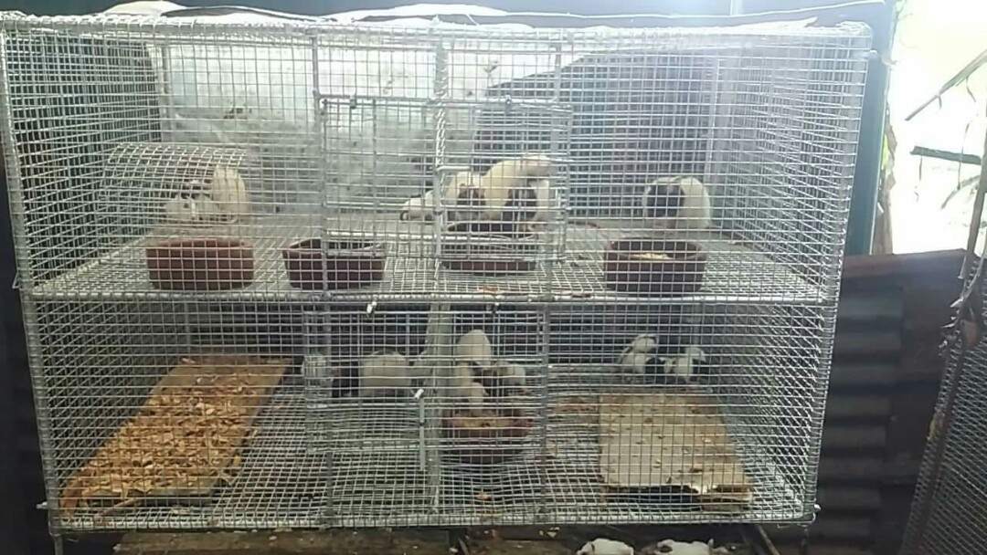 Feeder Rats/Mice, Community on Carousell