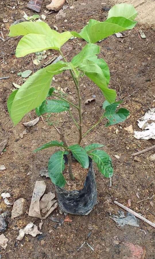 pokok grafted sentul madu, Furniture & Home Living, Gardening, Plants ...