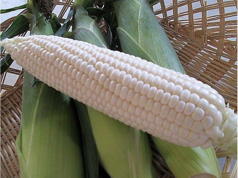 White pearl corn/cameron highland/sweet corn, Food & Drinks, Packaged ...