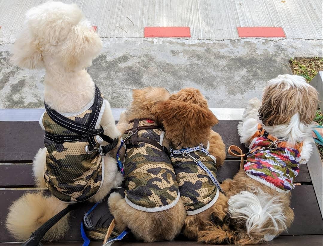 Instock new army pet singlet for big and small dogs cats, Pet Supplies ...