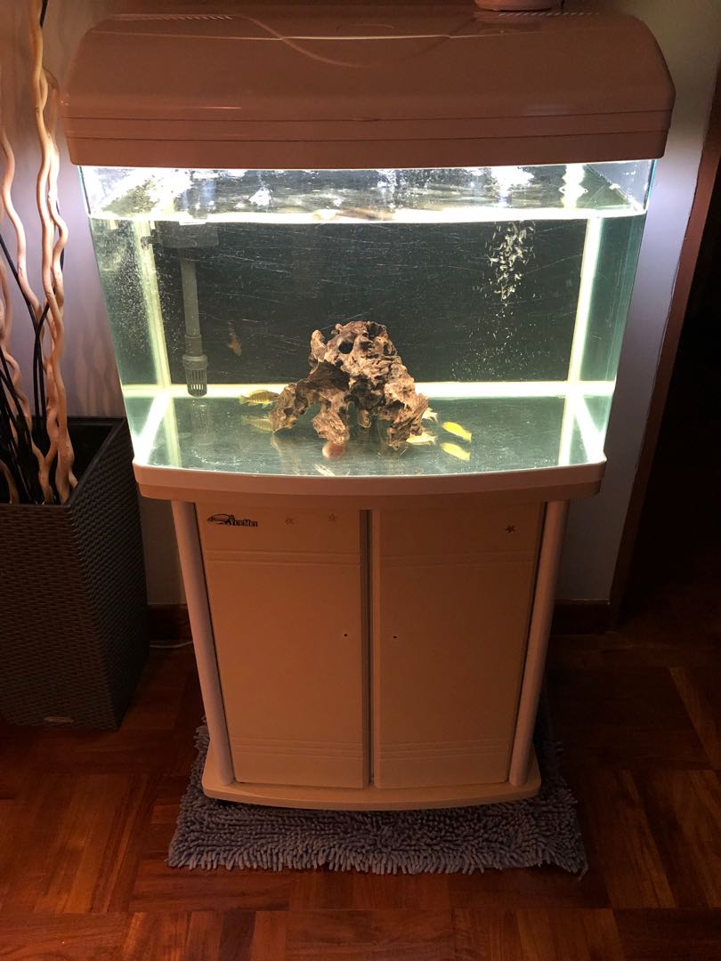 2 feet fish tanks, Pet Supplies, Homes & Other Pet Accessories on Carousell