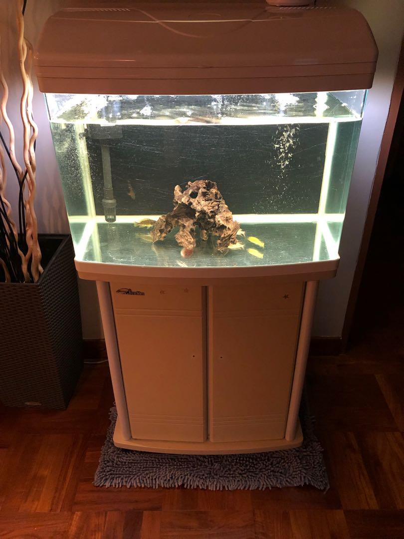 2 feet fish tanks, Pet Supplies, Homes & Other Pet Accessories on Carousell