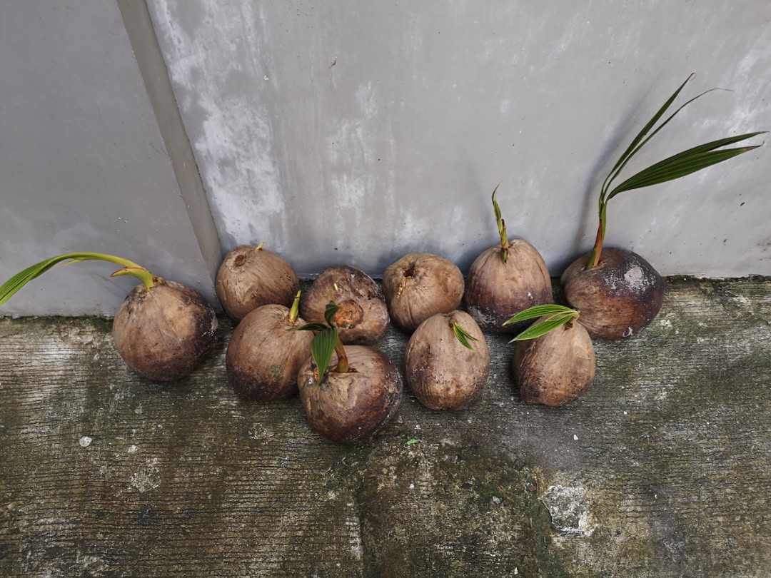 Coconut Seed (Tubo), Furniture & Home Living, Gardening, Pots ...