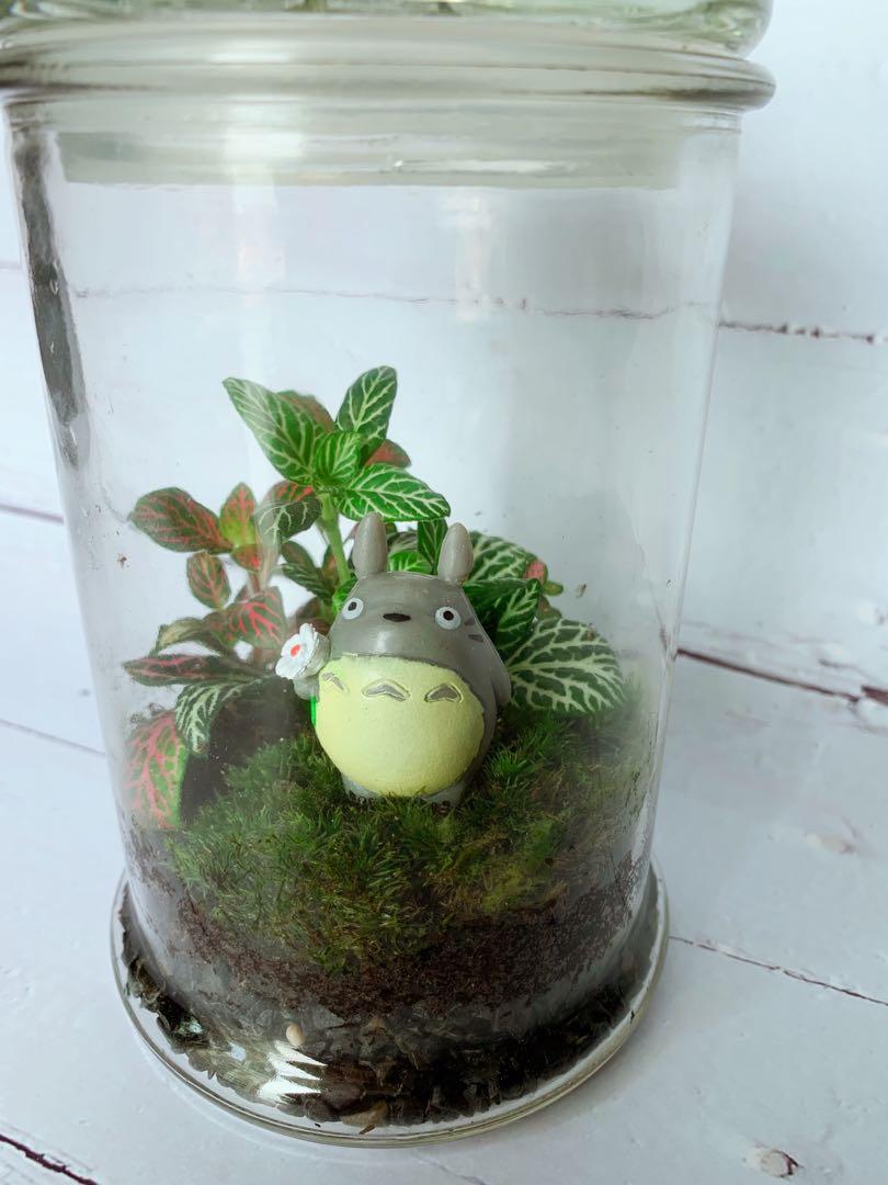 Totoro Terrarium, Gardening, Plants on Carousell