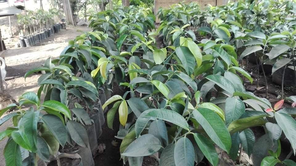 Mangosteen(grafted/seedlings), Furniture & Home Living, Gardening ...