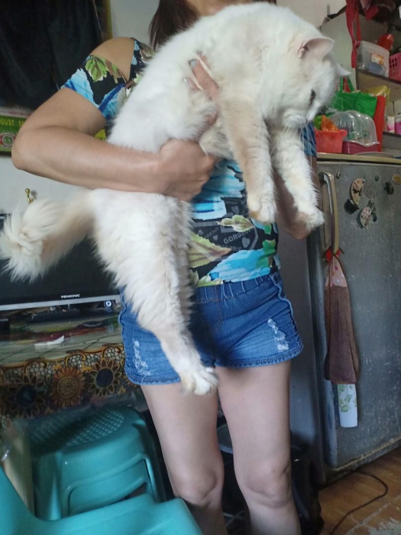 Persian Angora mix kittens for sale, Everything Else, Others on Carousell