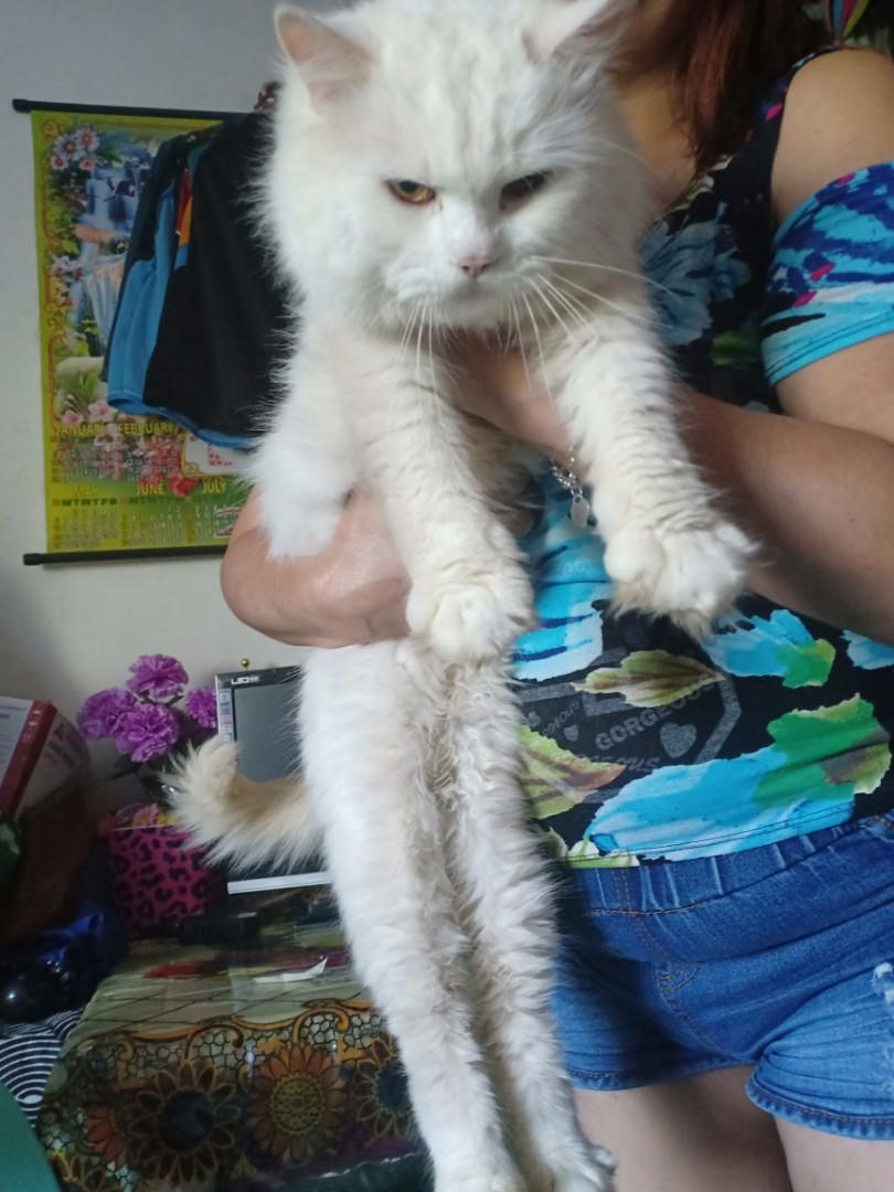 Persian Angora mix kittens for sale, Everything Else, Others on Carousell