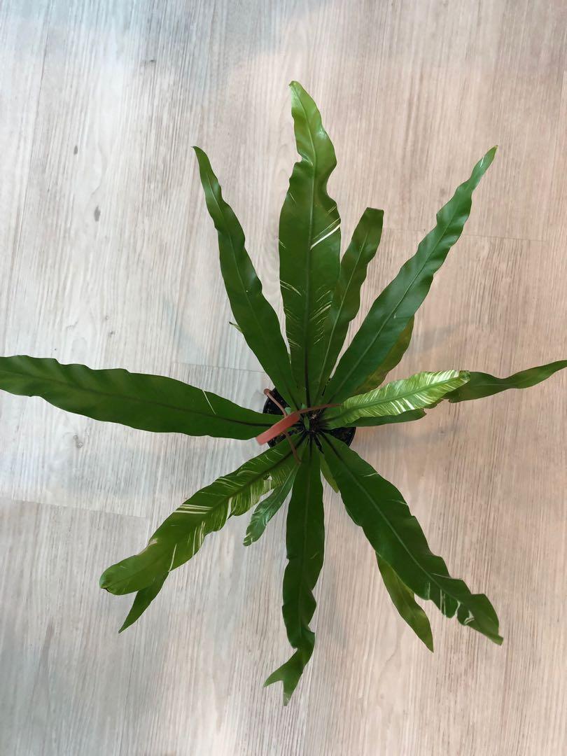Variegated bird nest fern (rare) Asplenium nidus 'Variegata', Gardening ...