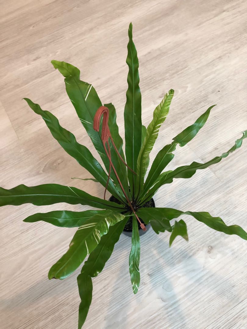 Variegated bird nest fern (rare) Asplenium nidus 'Variegata', Gardening ...