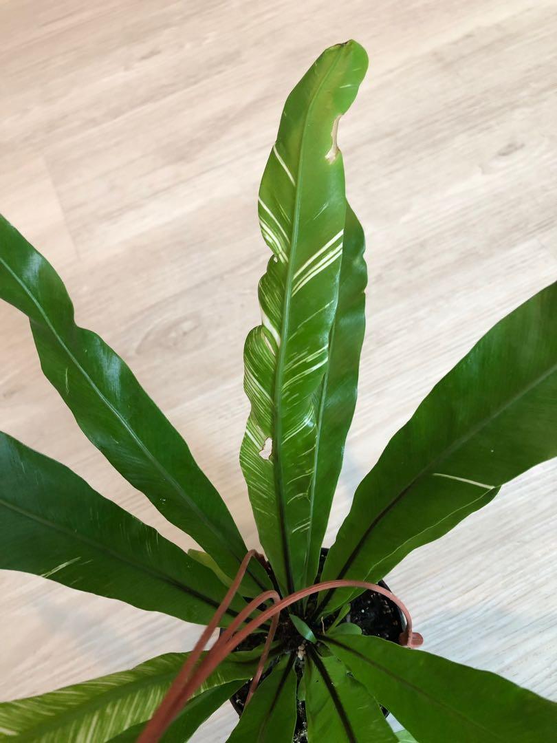 Variegated bird nest fern (rare) Asplenium nidus 'Variegata', Gardening ...